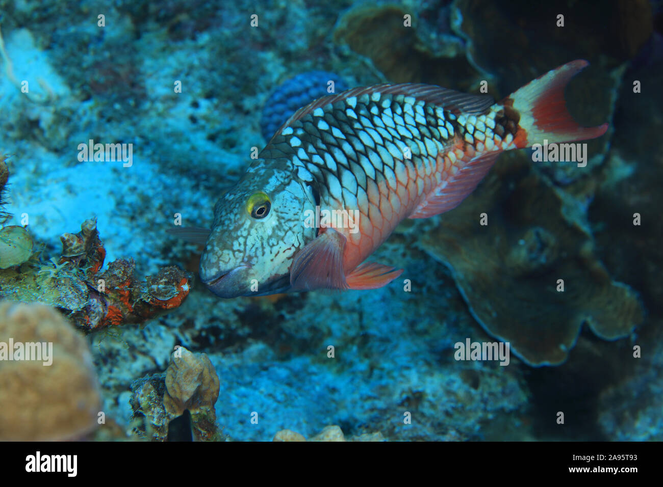 Stoplight parrotfish in initial phase hi-res stock photography and ...