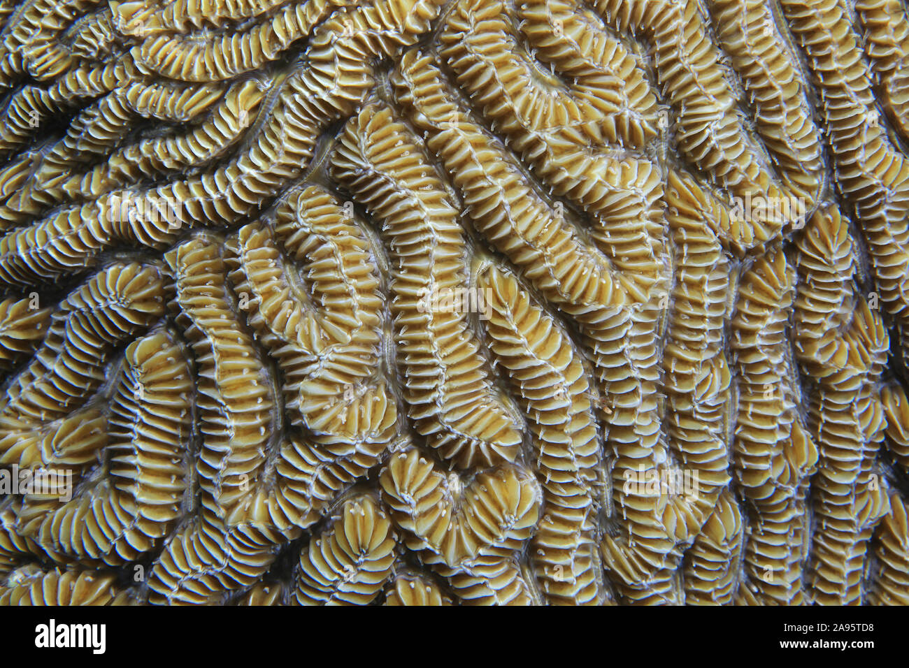 Coral reef underwater structure hi-res stock photography and images - Alamy