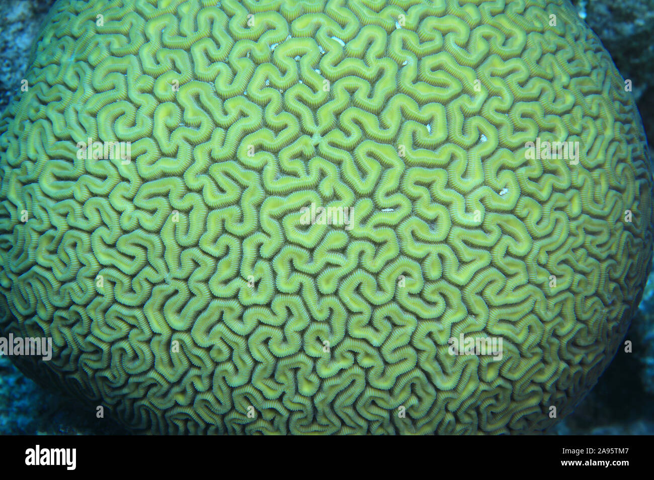 Grooved brain coral (Diploria labyrinthiformes) underwater in the ...