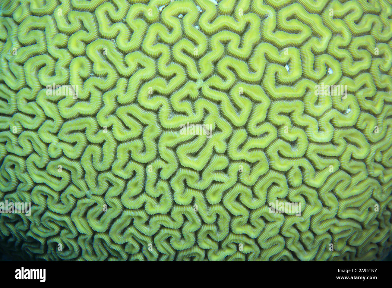Grooved brain coral (Diploria labyrinthiformes) underwater in the ...