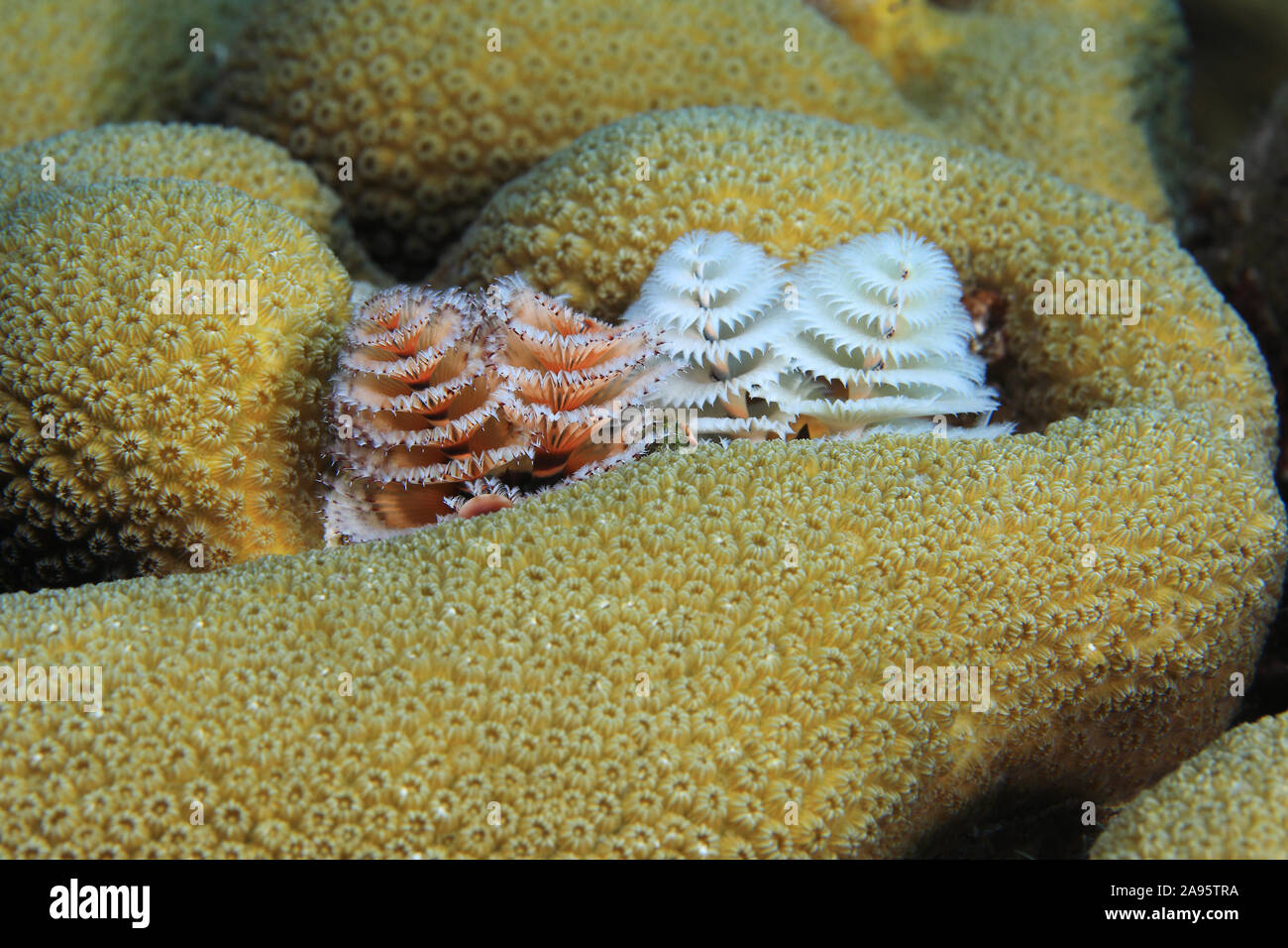 Beautiful Christmas tree worms (Spirobranchus giganteus) underwater in ...