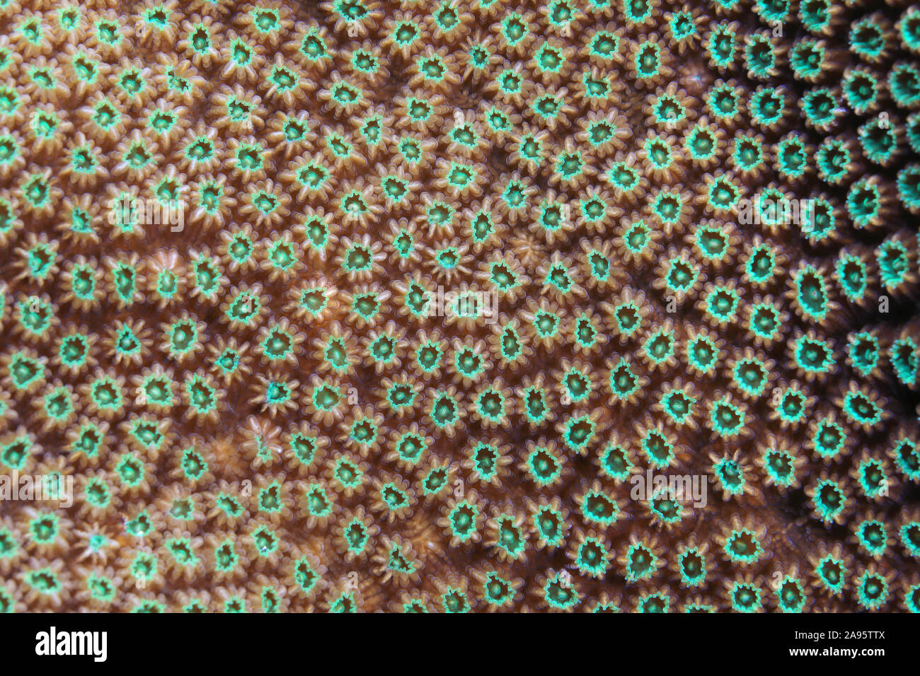 Coral structure hi-res stock photography and images - Alamy