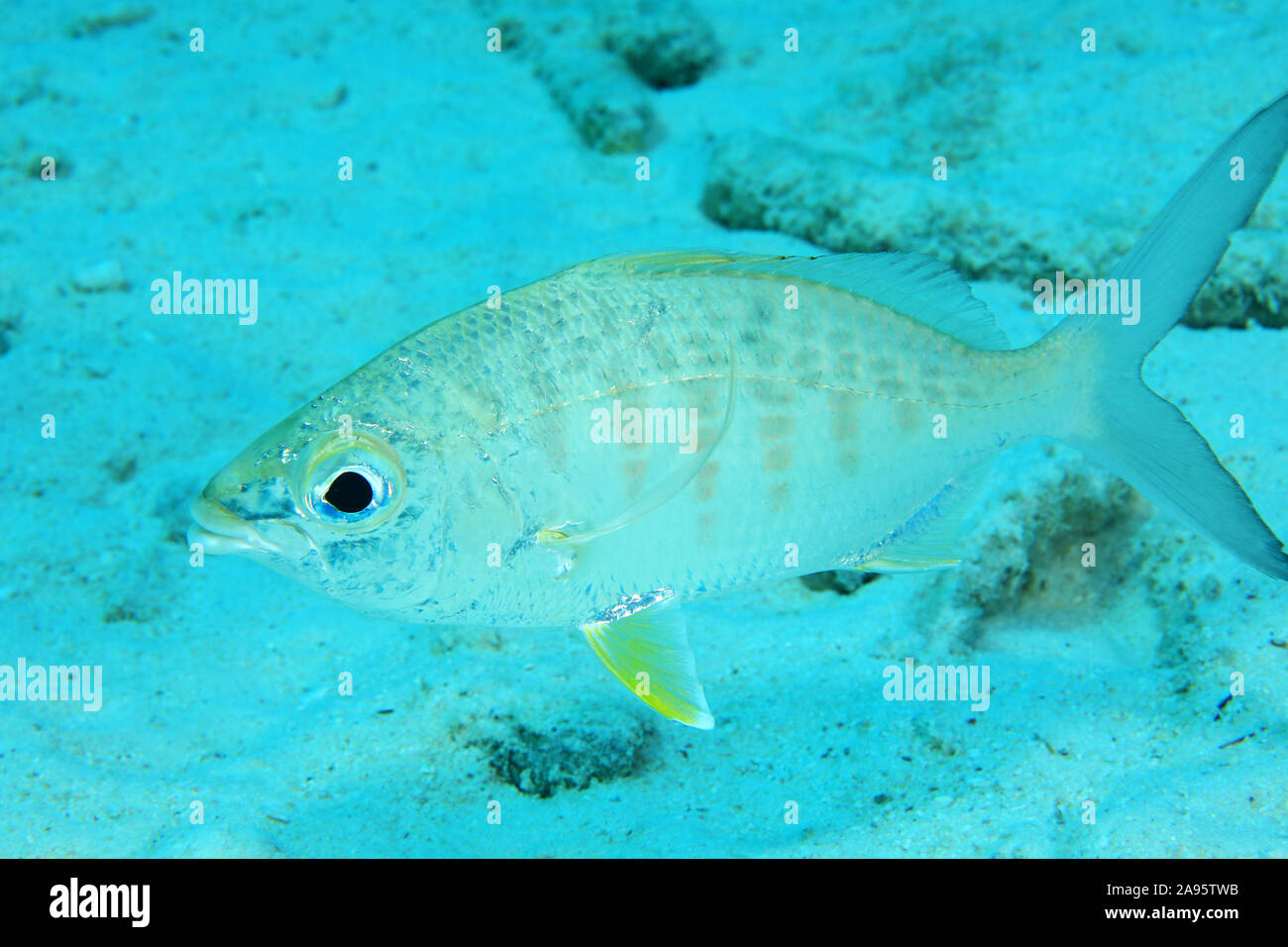 Yellow fin mojarra fish (Gerres cinereus) underwater in shallow waters ...