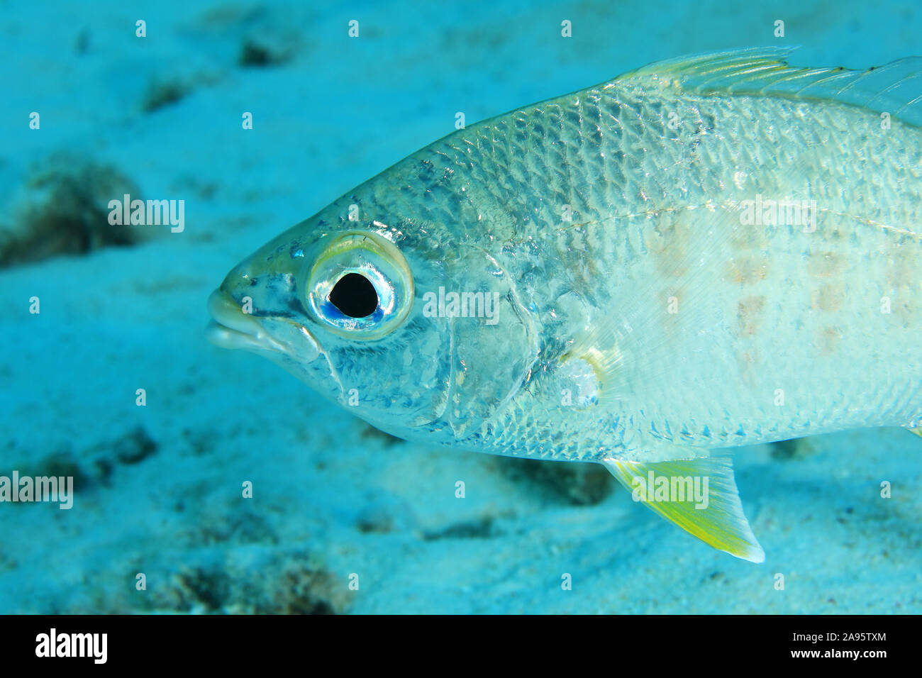 Yellow fin mojarra fish (Gerres cinereus) underwater in shallow waters ...