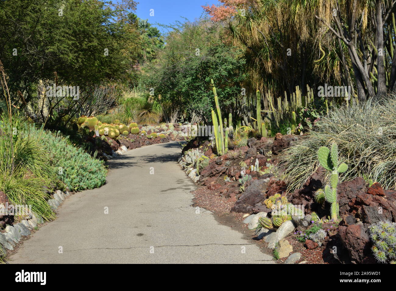A desert Cactus garden in California Stock Photo - Alamy