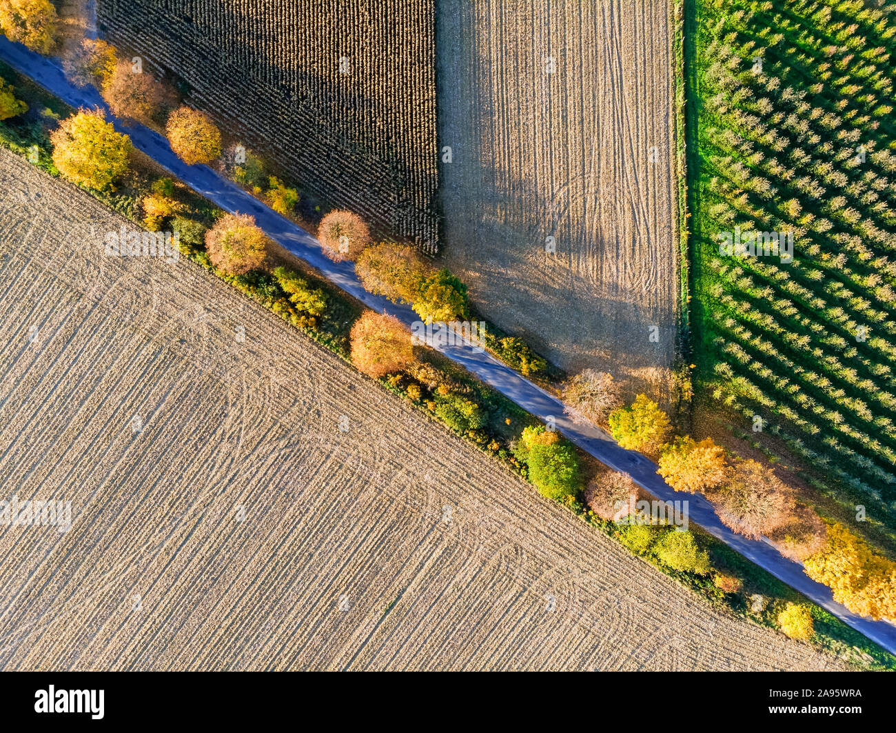 Aerial view of country road, autumn trees and ploughed fields, top down ...
