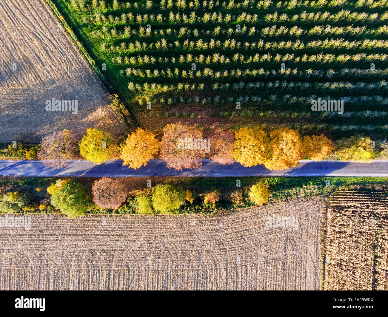 Aerial view of country road, autumn trees and ploughed fields, top down ...
