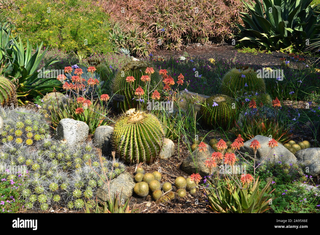 A desert Cactus garden in California Stock Photo - Alamy