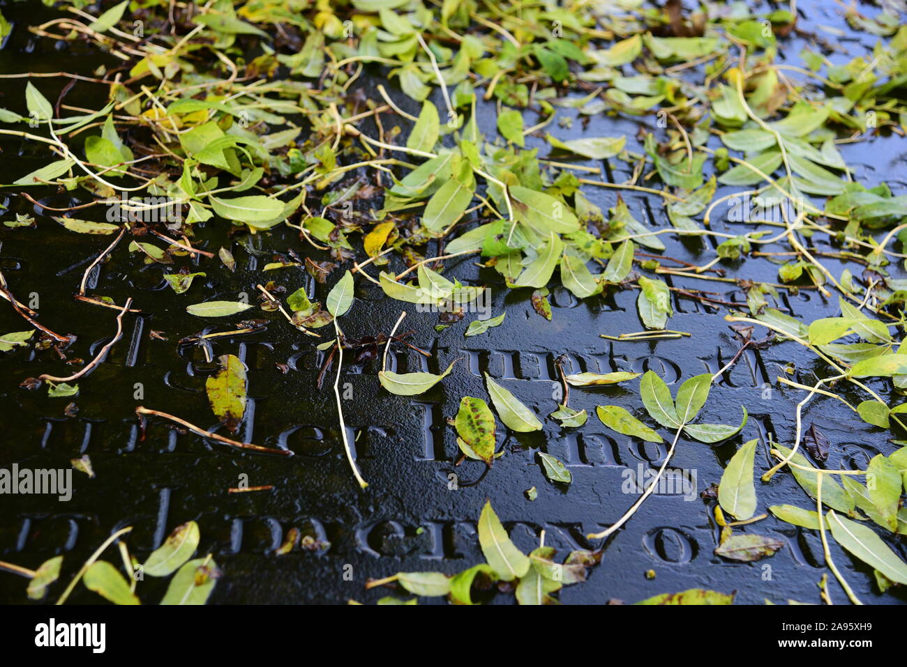 Leaves on wet grave hi-res stock photography and images - Alamy
