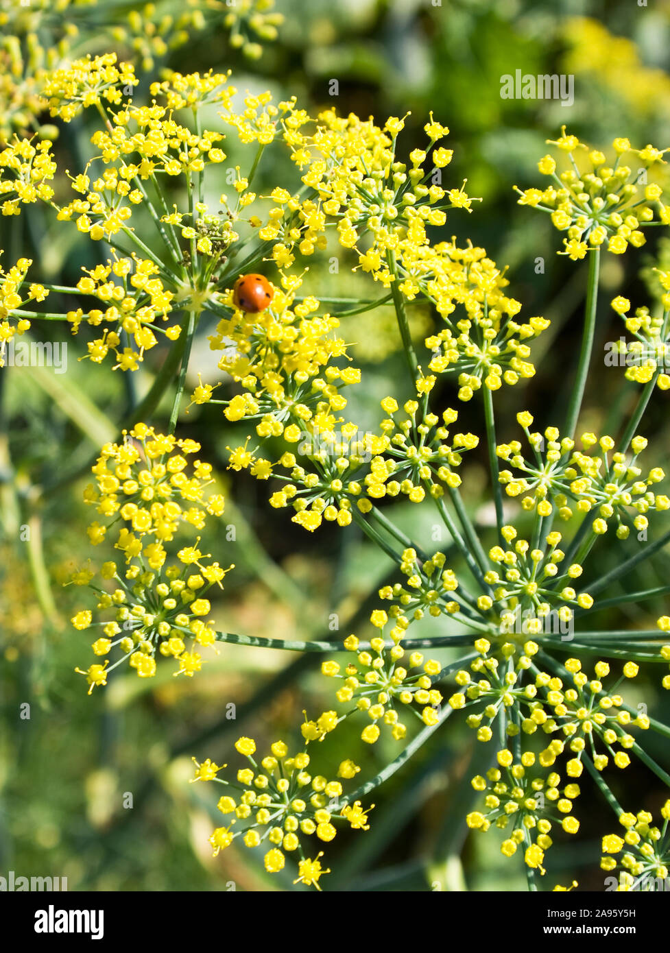 Fennel blossoms hi-res stock photography and images - Alamy
