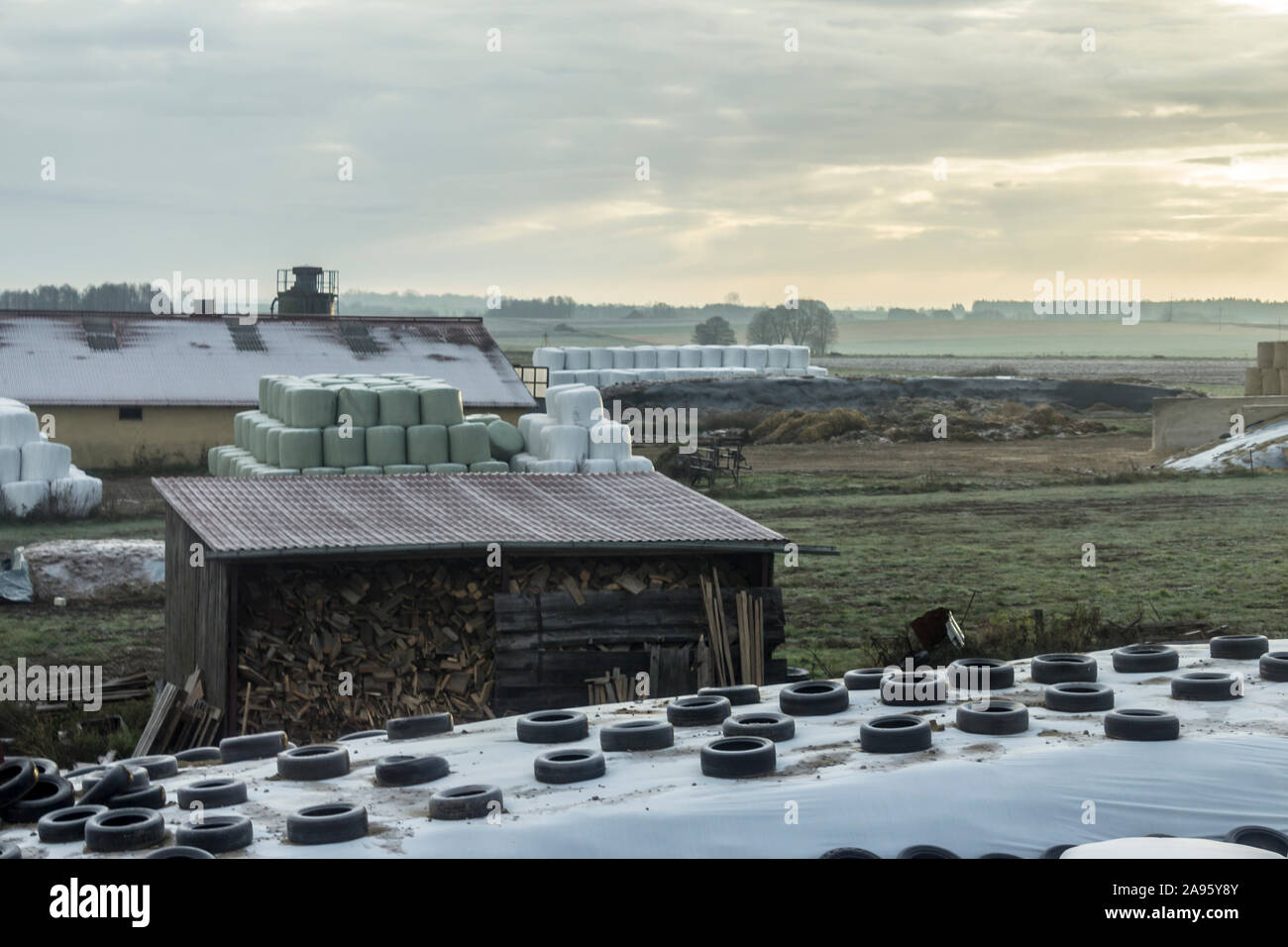 Early morning . Cylindrical silo bales and silo pits stacked in a ...