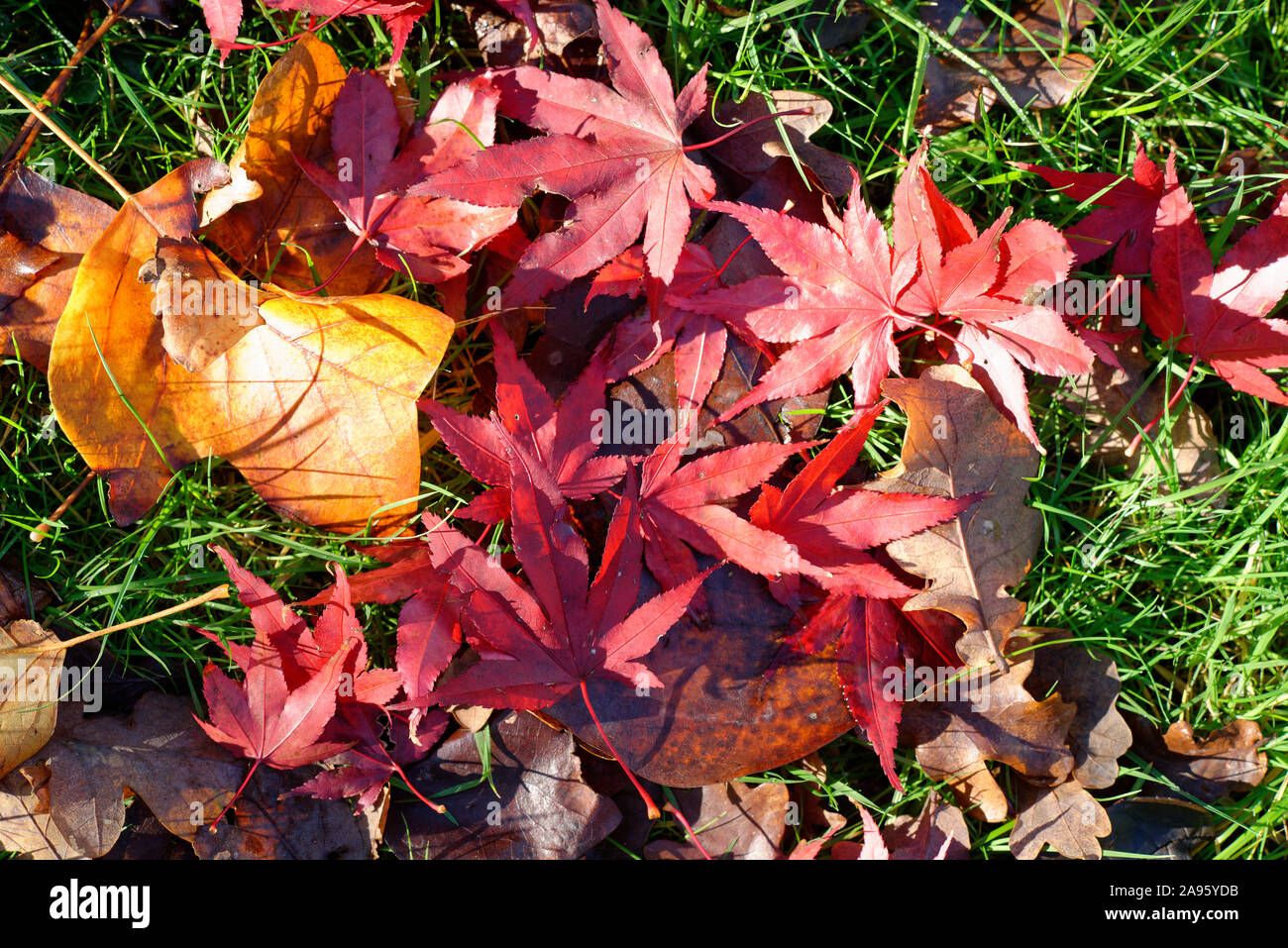 Autumn scene of fallen leaves Stock Photo - Alamy