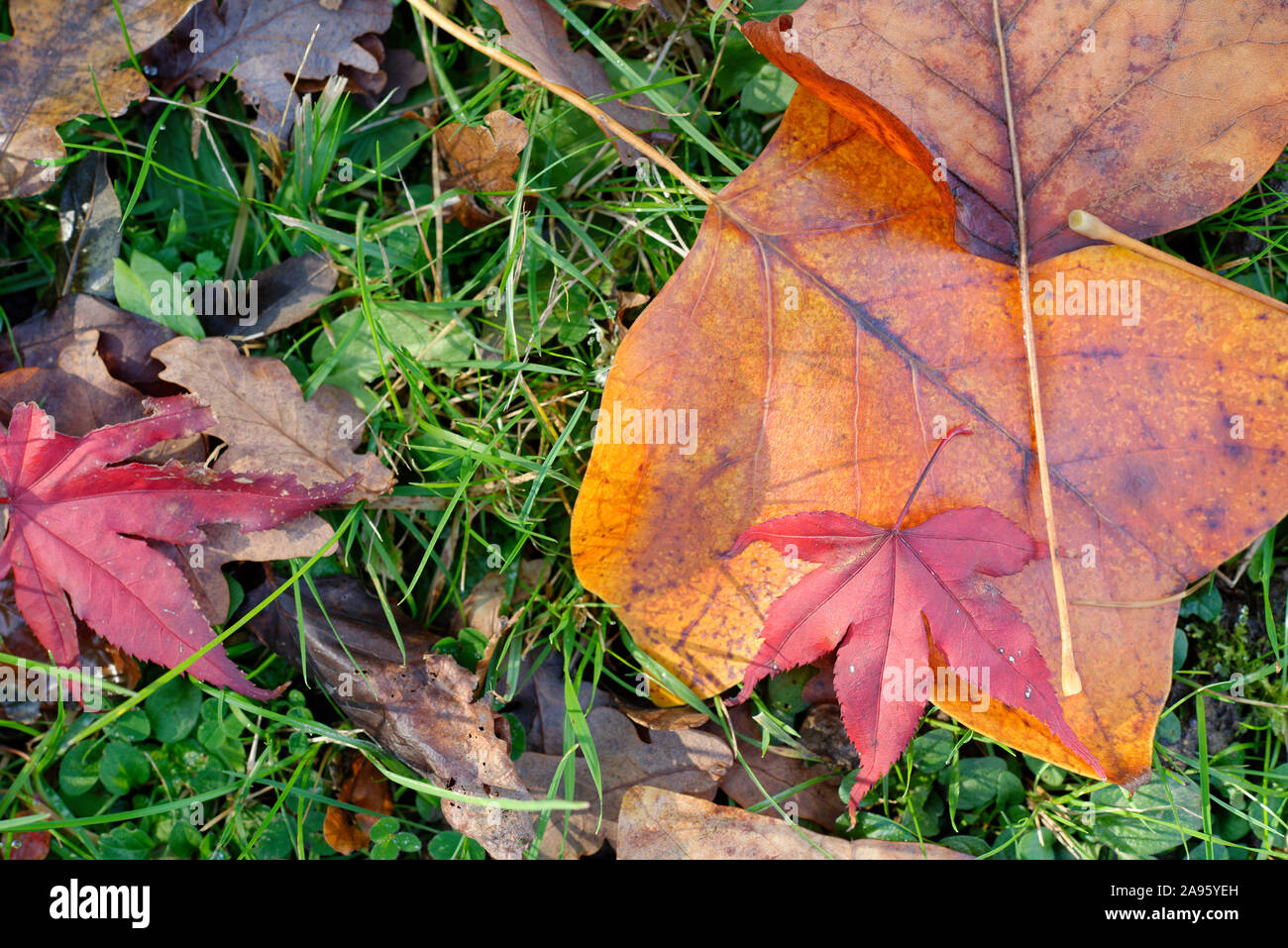 Autumn scene of fallen leaves Stock Photo - Alamy