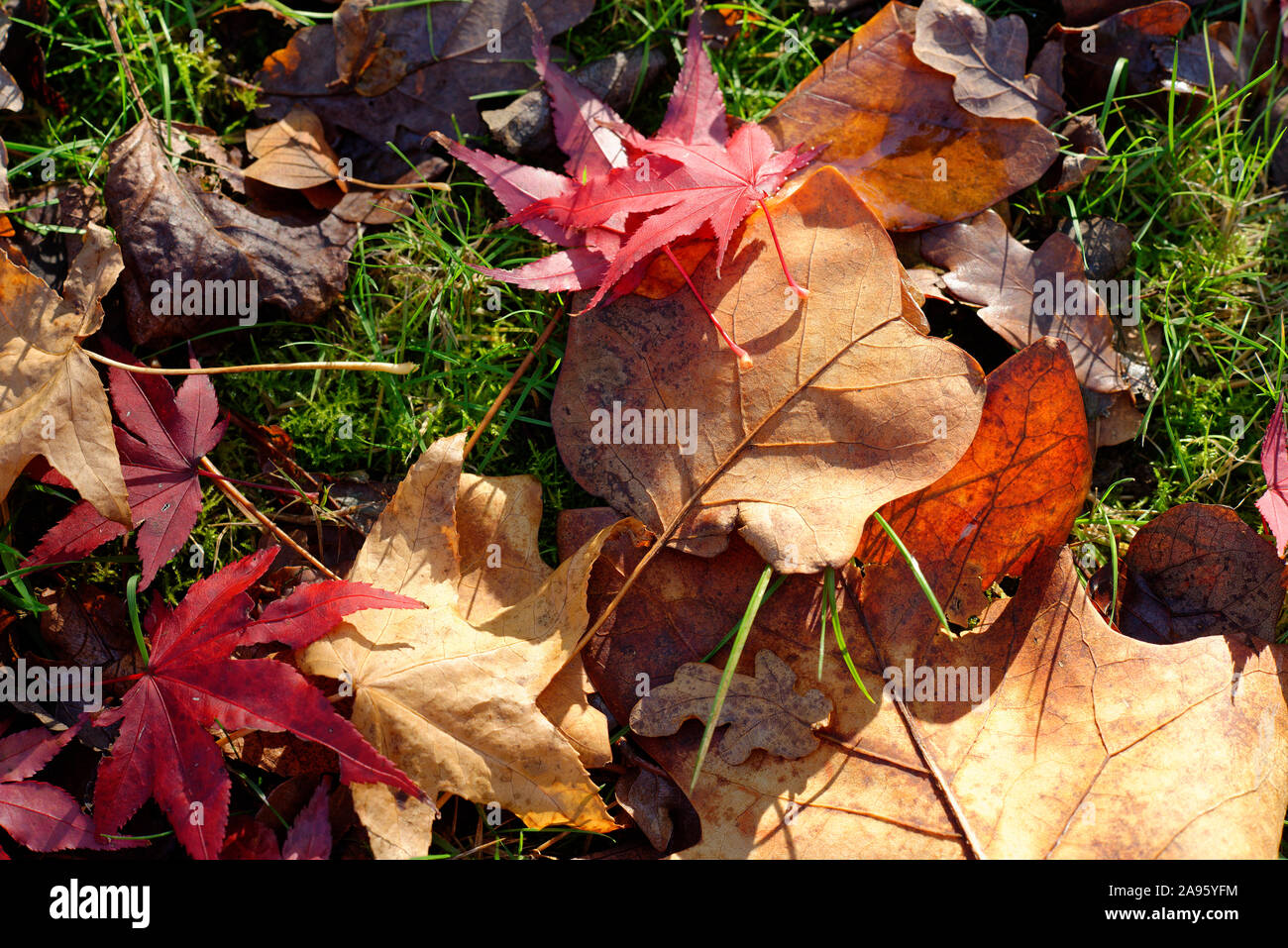 Autumnal scene fallen leaves hi-res stock photography and images - Alamy