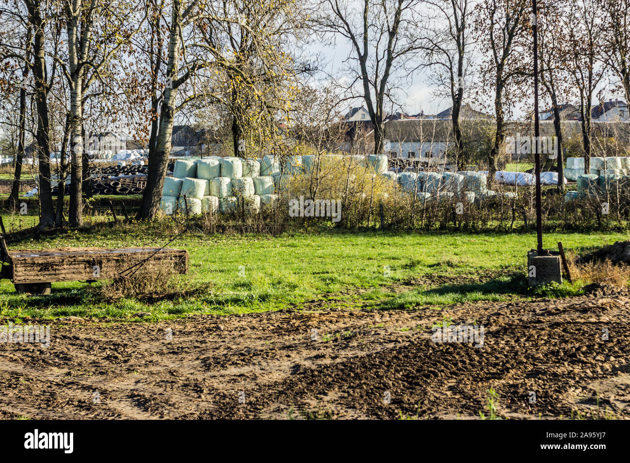 The crop is stored near the barn among the trees.Cylindrical silo bales ...