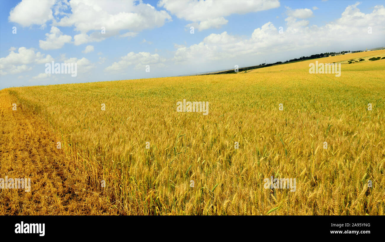 Israeli agriculture wheat field hi-res stock photography and images - Alamy