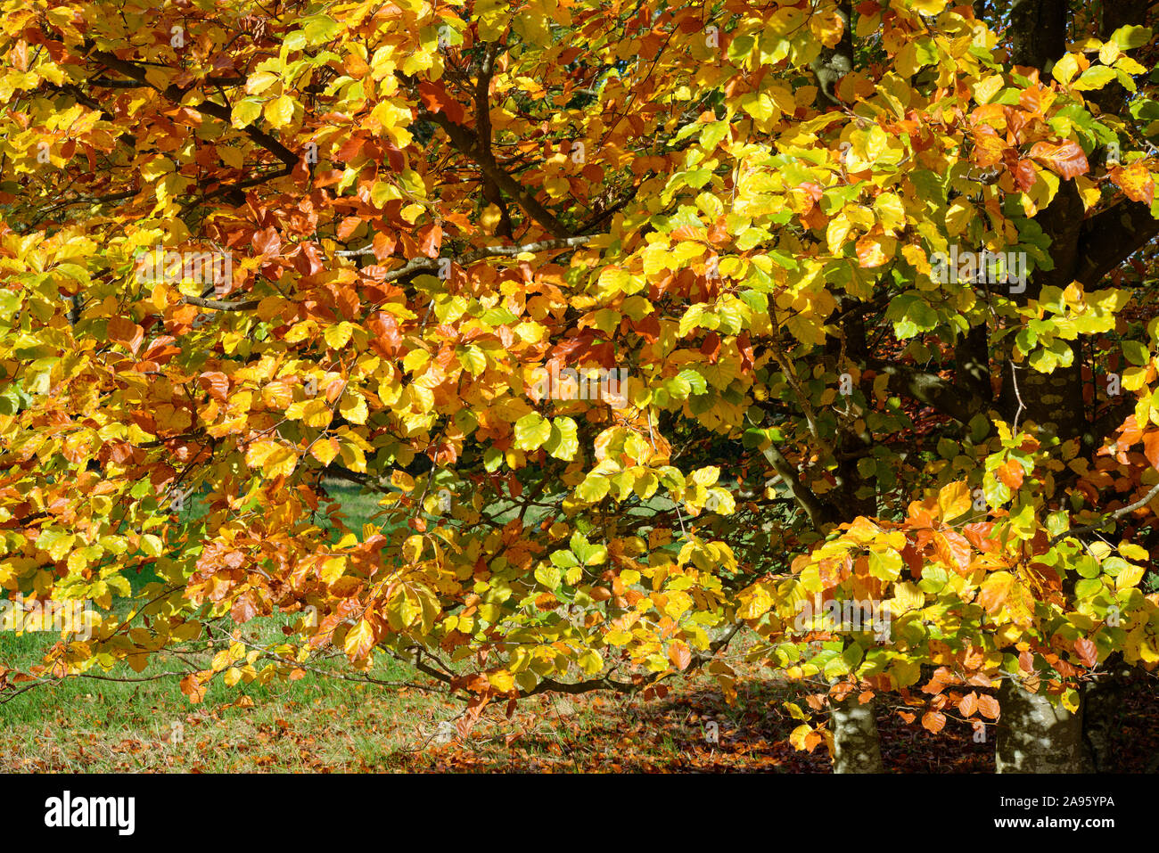Deciduous beech hi-res stock photography and images - Alamy