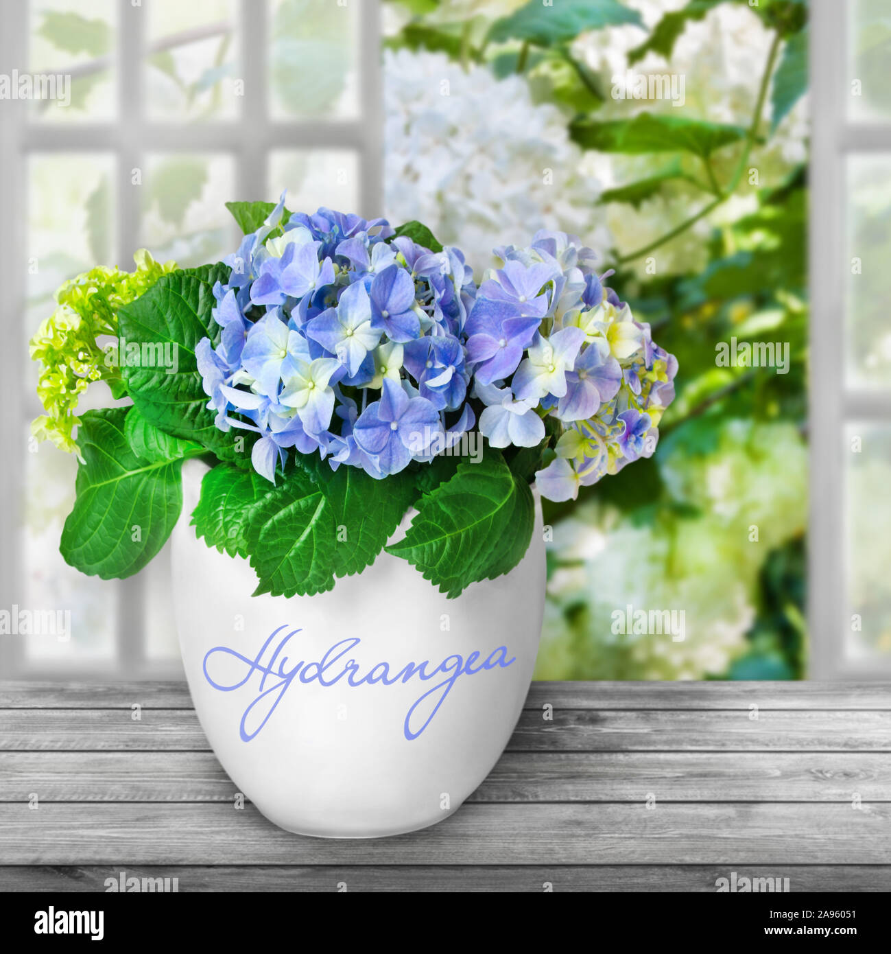 Hydrangea and flower pot home style Stock Photo - Alamy