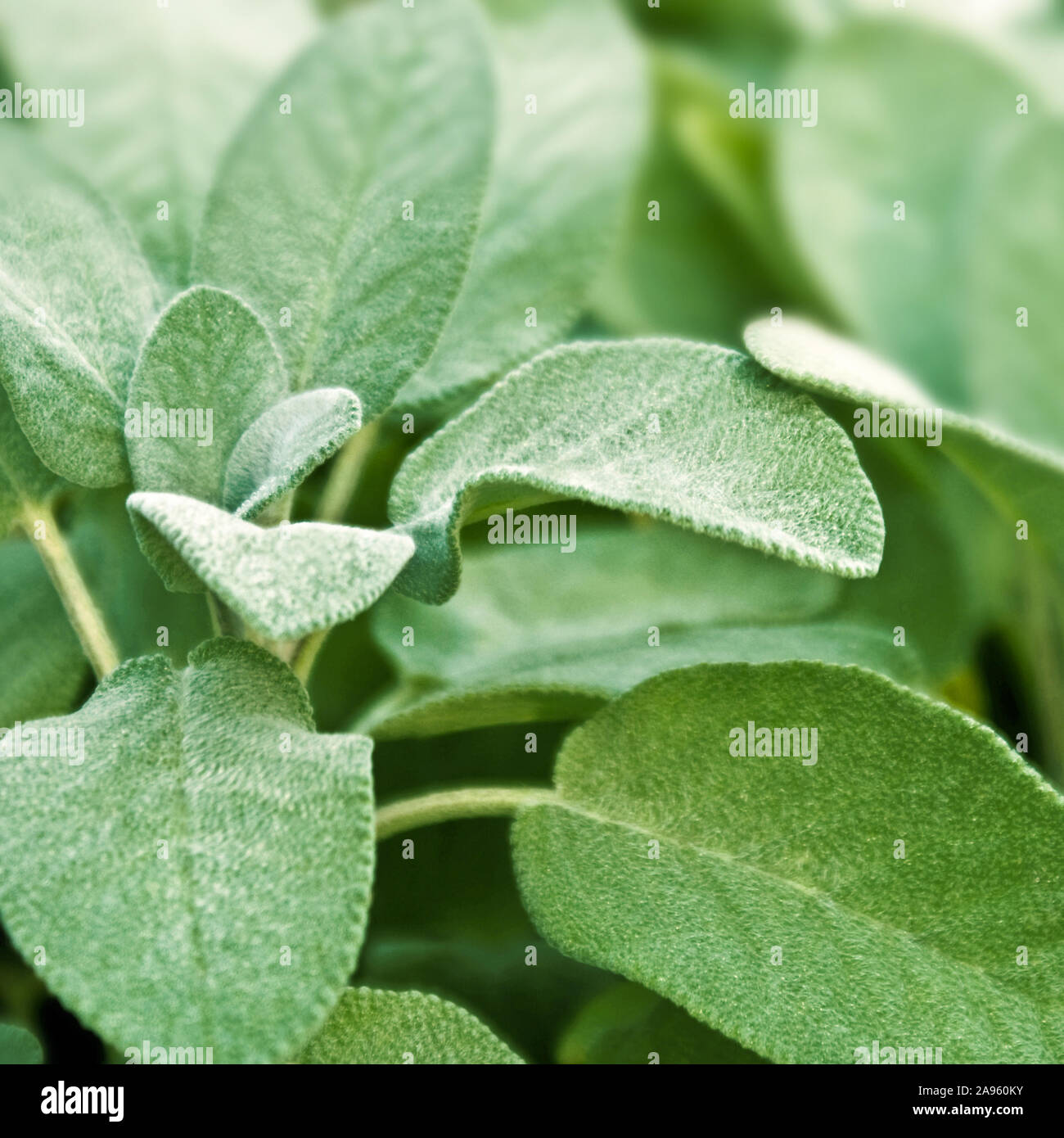 Herbage plant hi-res stock photography and images - Alamy