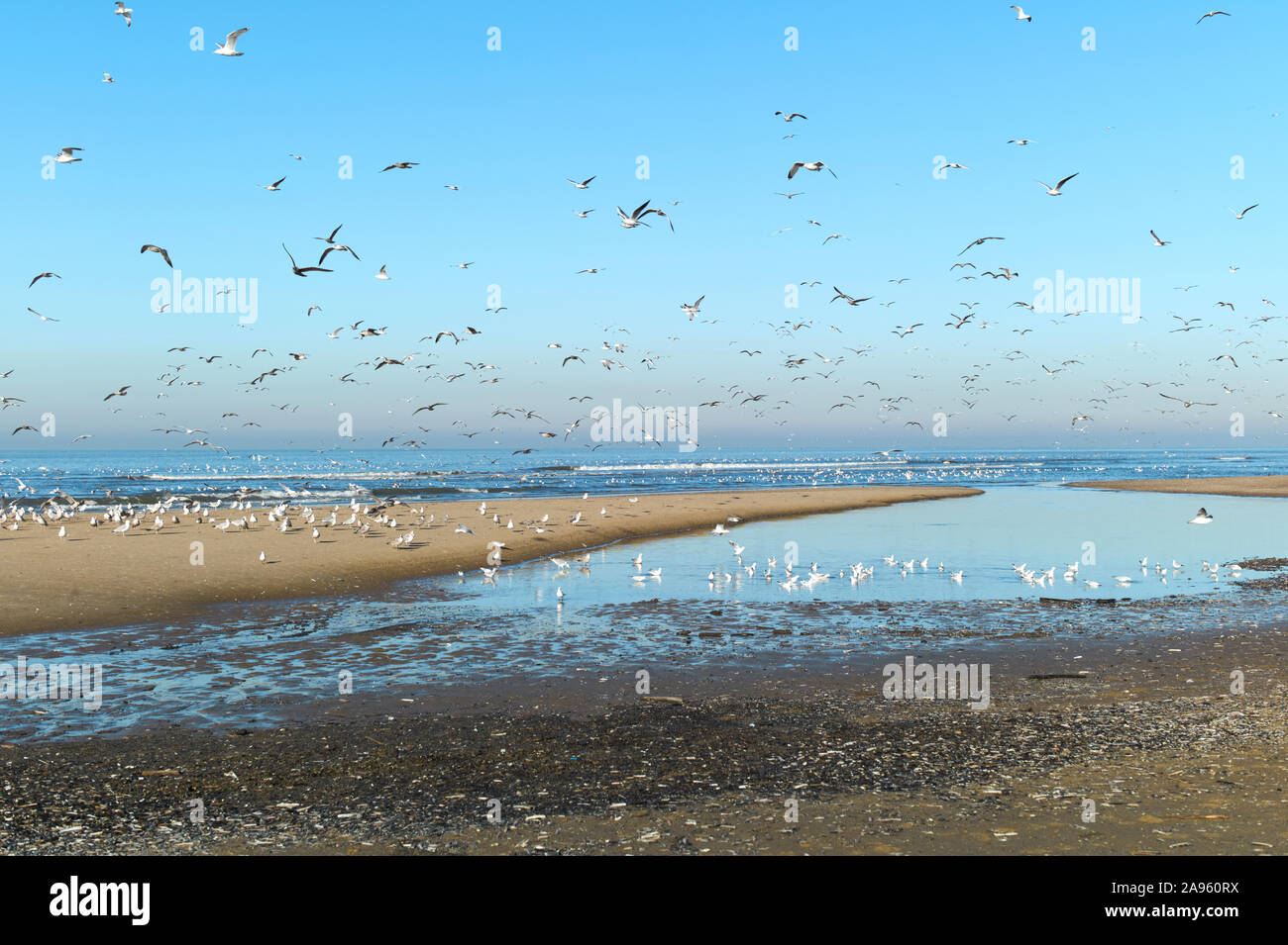 Seagull swarm at the beach hi-res stock photography and images - Alamy