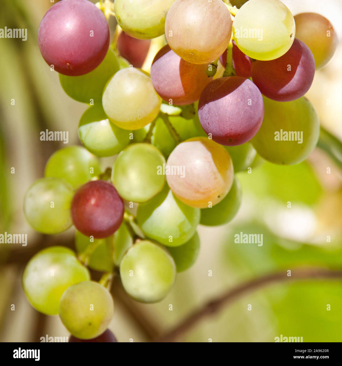 Trauben ernte garten hi-res stock photography and images - Alamy