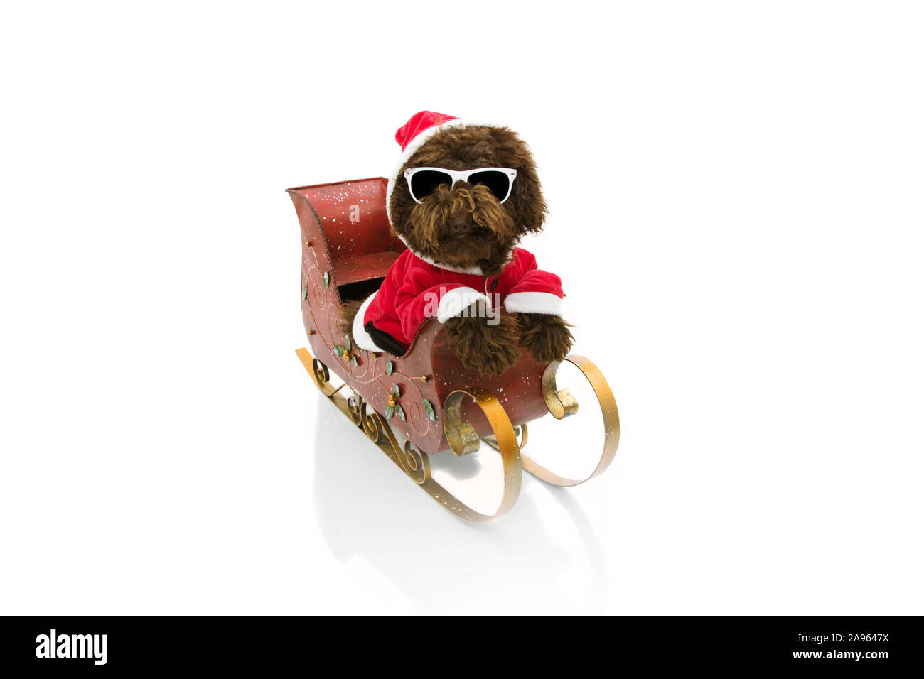 pet christmas holidays. poodle inside of a sleigh wearing a santa claus ...