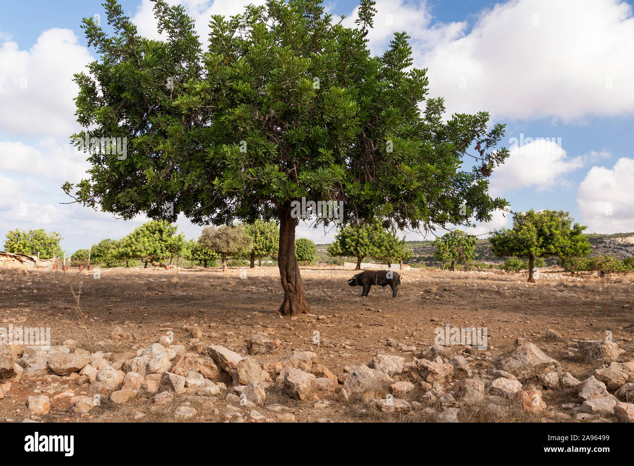 Latchi coastline hi-res stock photography and images - Alamy
