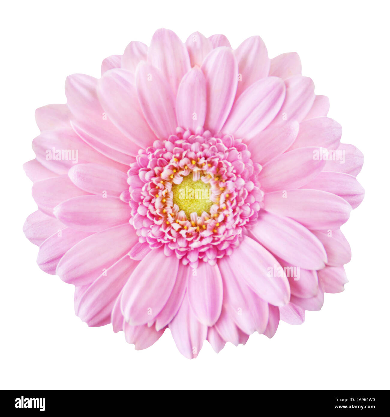 Gerbera flower isolated against white background Stock Photo - Alamy