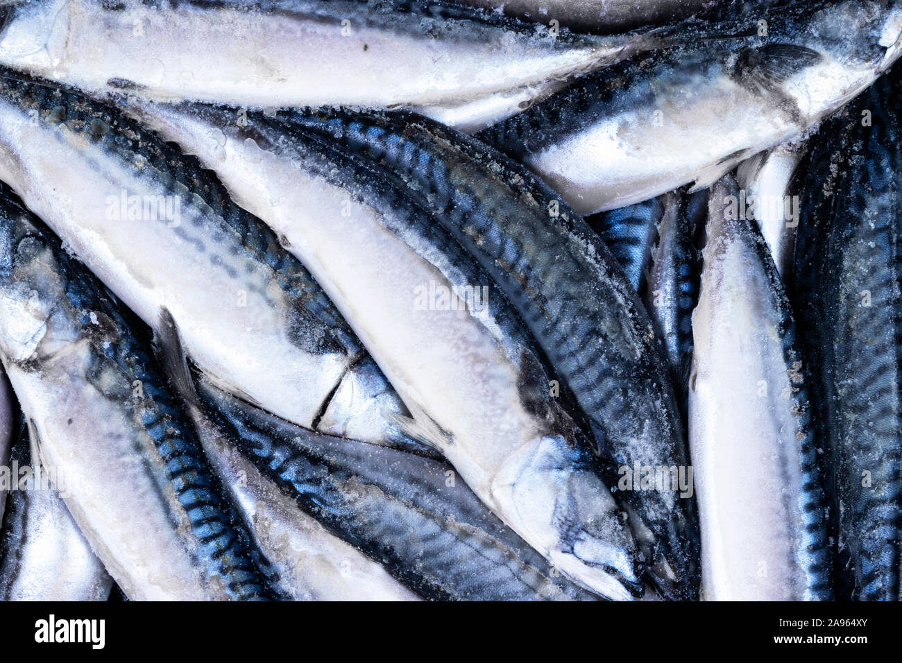 Frozen mackerel. Frozen group of fish. iced athlantic fish. Mackerel ...