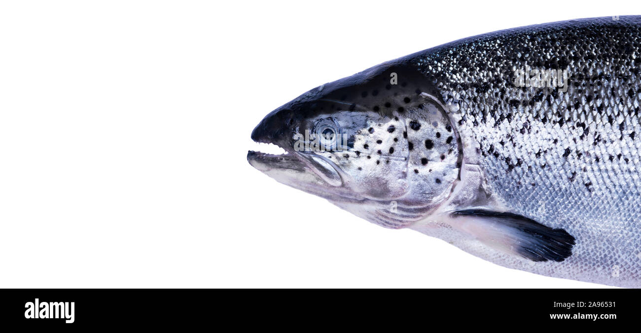 Salmon fish isolated on white background. Fresh wild salmon isolated on ...