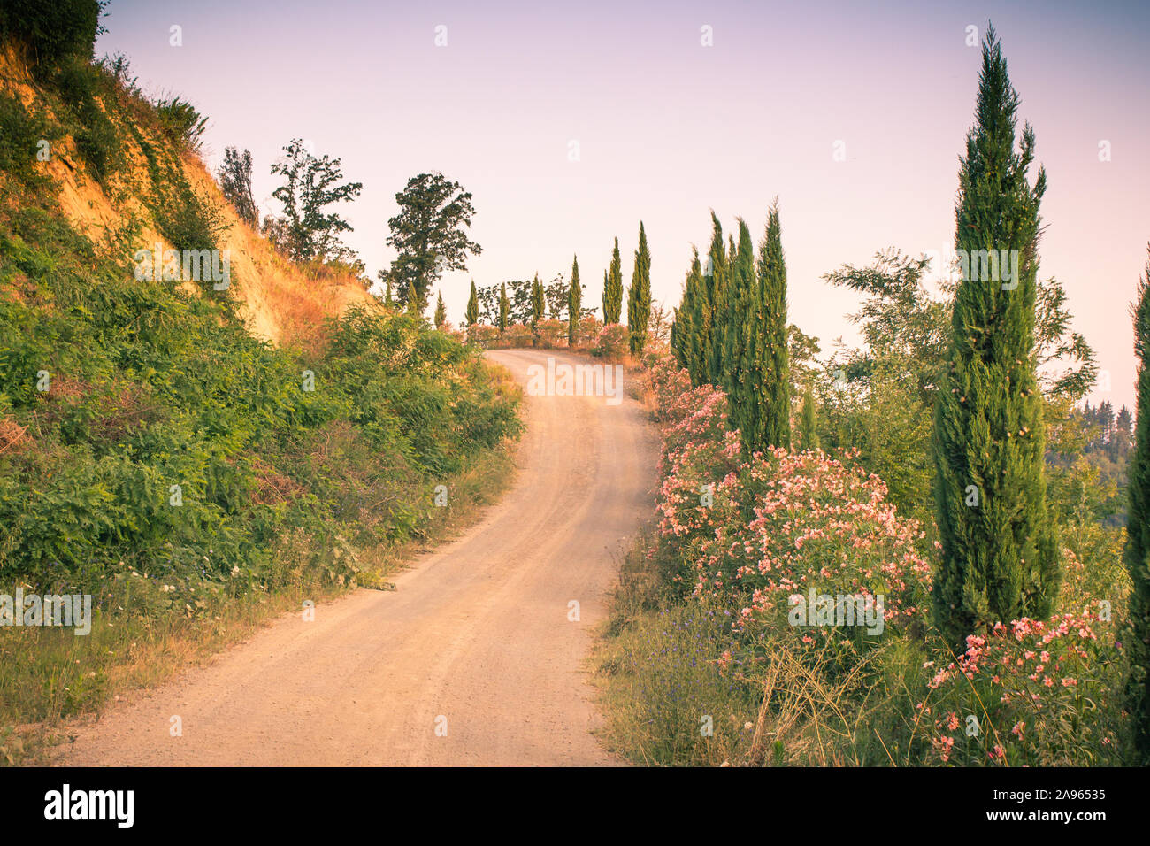 Typical tuscan curved road lined with cypresses Stock Photo - Alamy