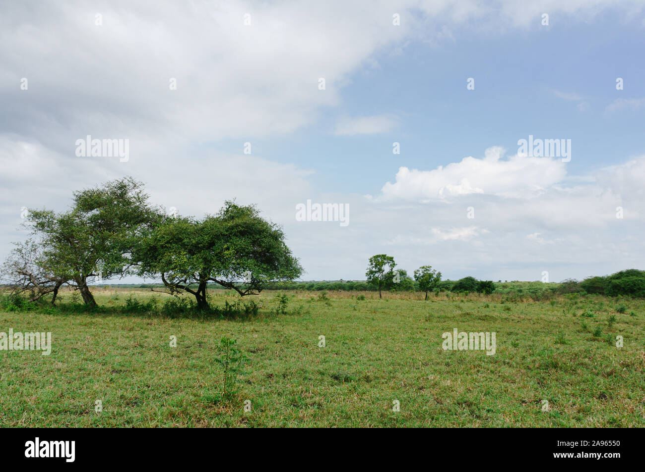 A Baluran tree in the middle of Bekol savannah, Situbondo, Indonesia ...