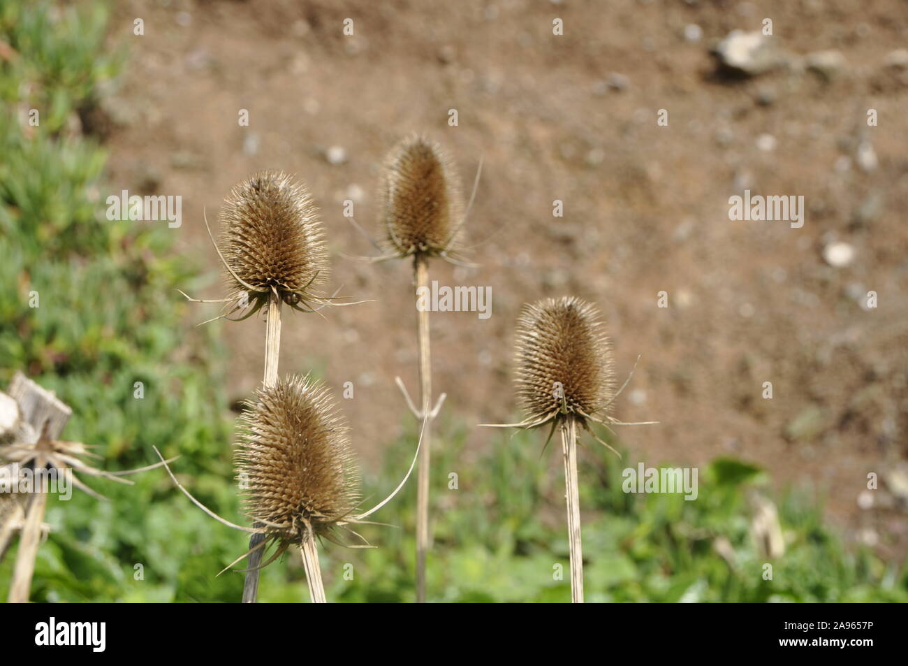 Sharp thistle hi-res stock photography and images - Alamy