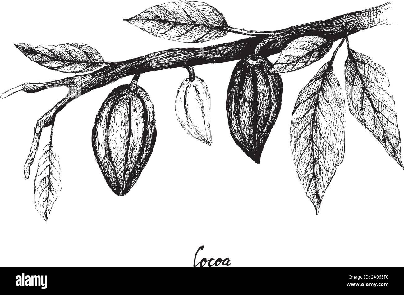 Cacao tree fruits on Black and White Stock Photos & Images - Alamy
