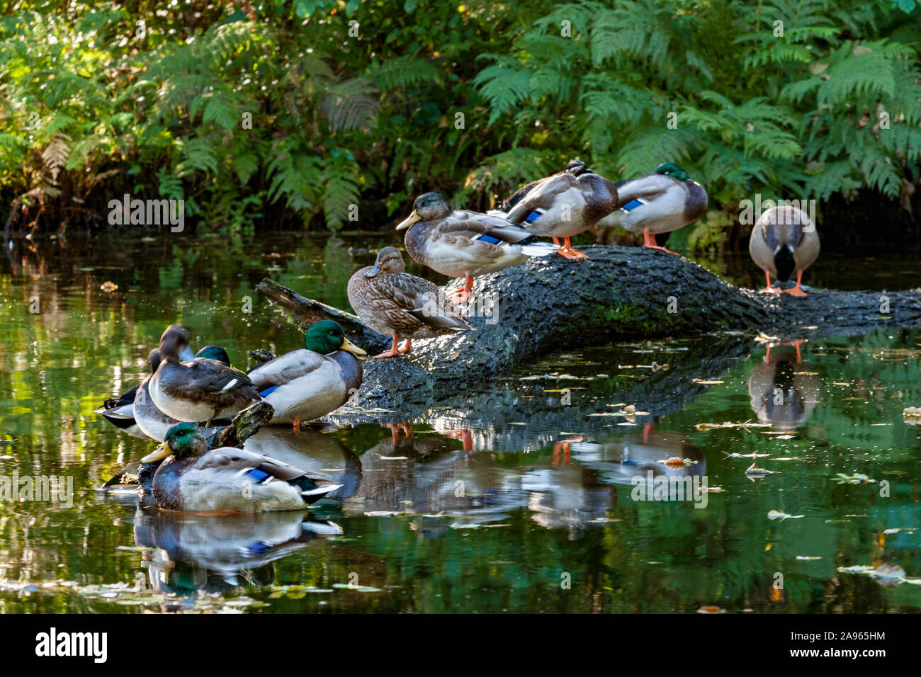 Mallard Duck (Anas platyrhynchos) sitting on the tree Stock Photo - Alamy