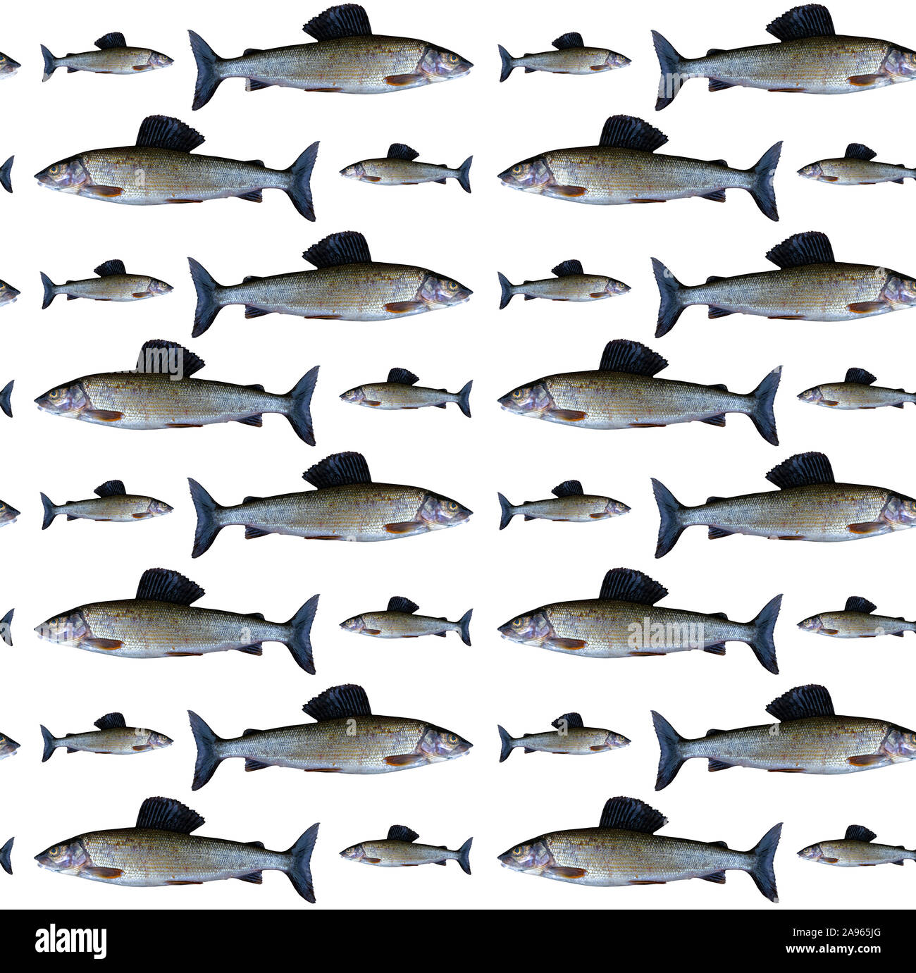 Seamless pattern with Arctic grayling fish isolated on white background ...