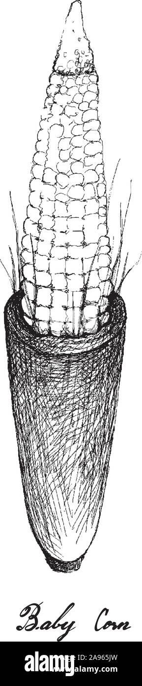 Vegetable, Illustration Hand Drawn of Baby Corns or Young Corns with ...