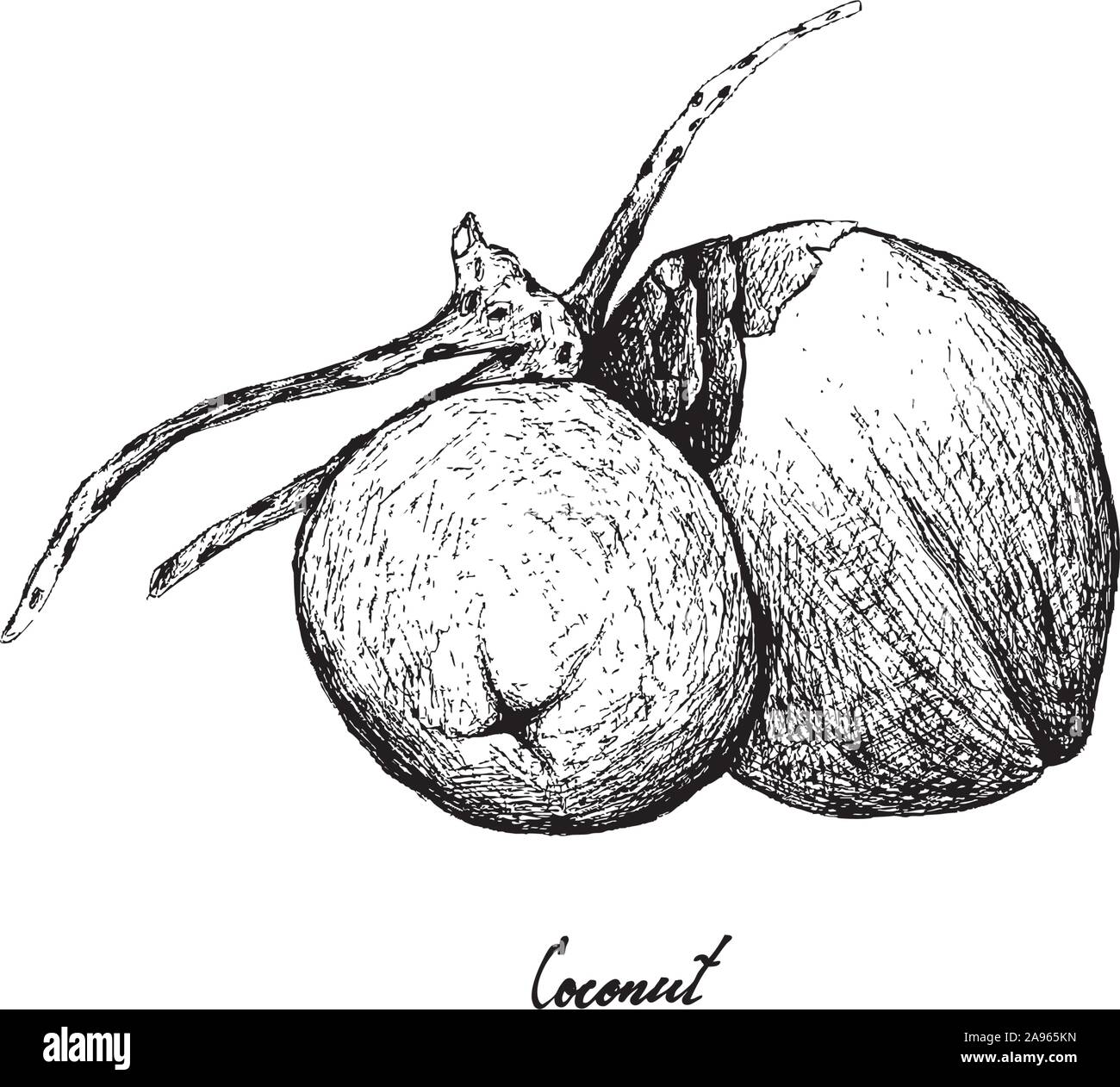 Tropical Fruits, Illustration of Hand Drawn Sketch Coconut or Ocos ...