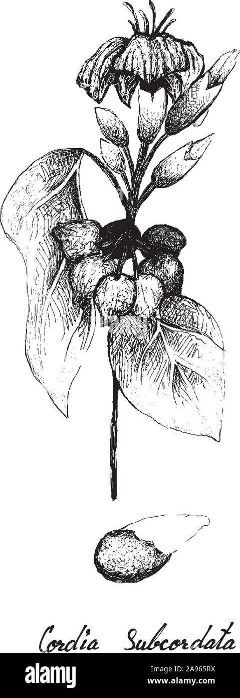 Orange tree tropical fruits Black and White Stock Photos & Images - Alamy