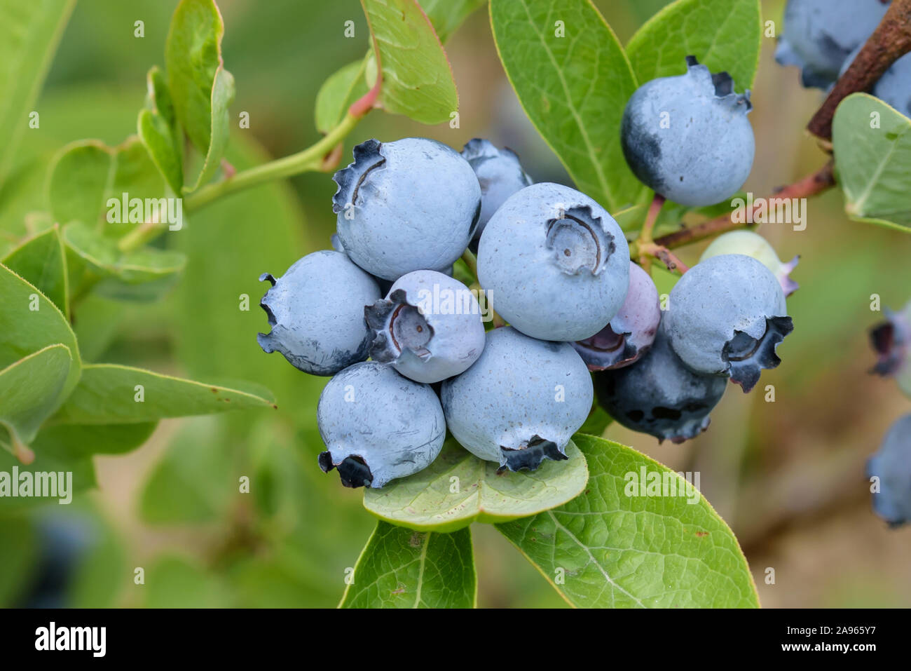 Heidelbeere hi-res stock photography and images - Alamy
