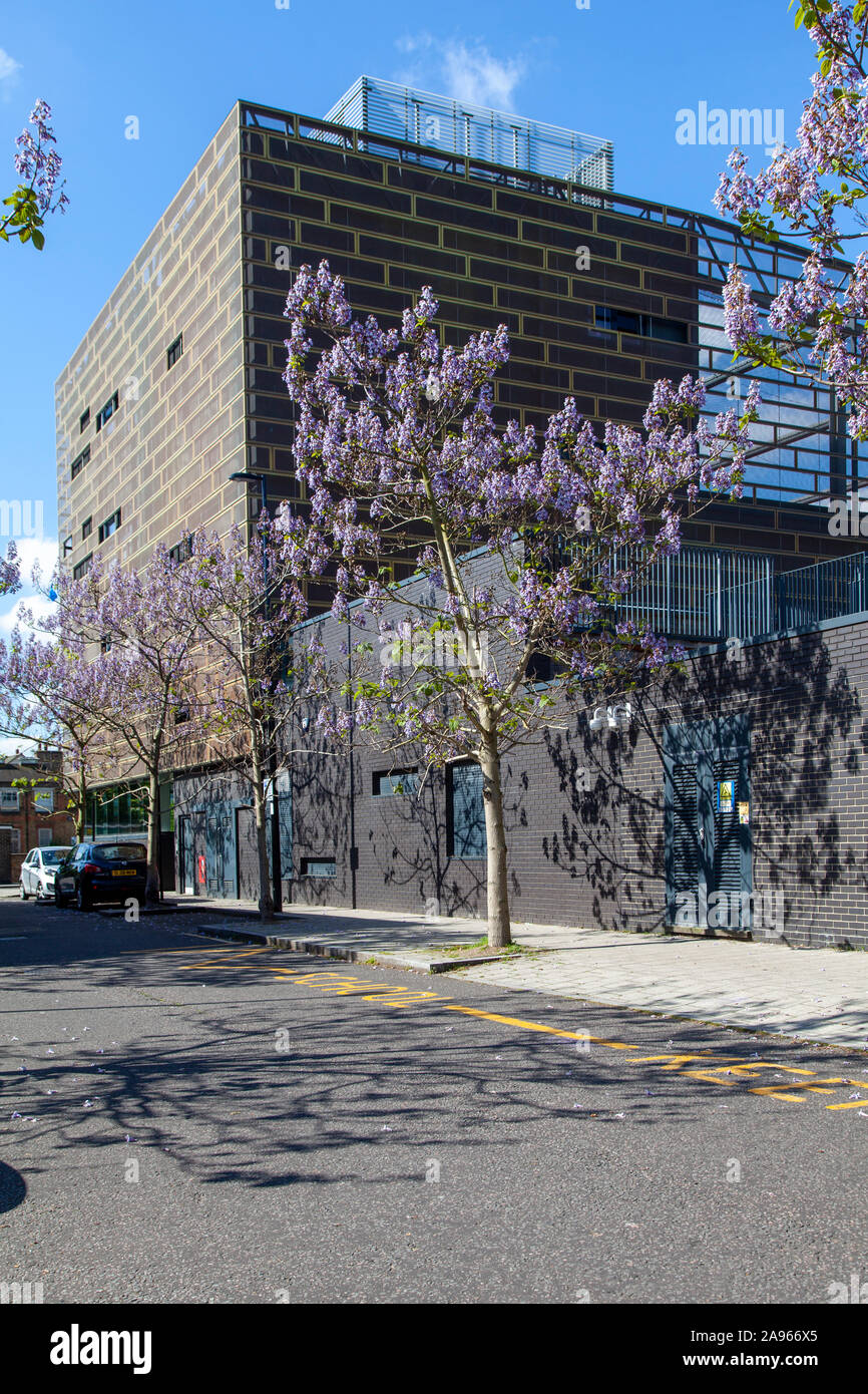 Blue flowering Foxglove or princess trees (Paulownia tomentosa) street ...