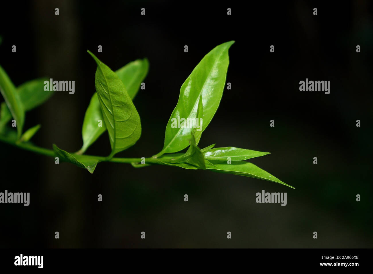 Nature plant leaves hi-res stock photography and images - Alamy
