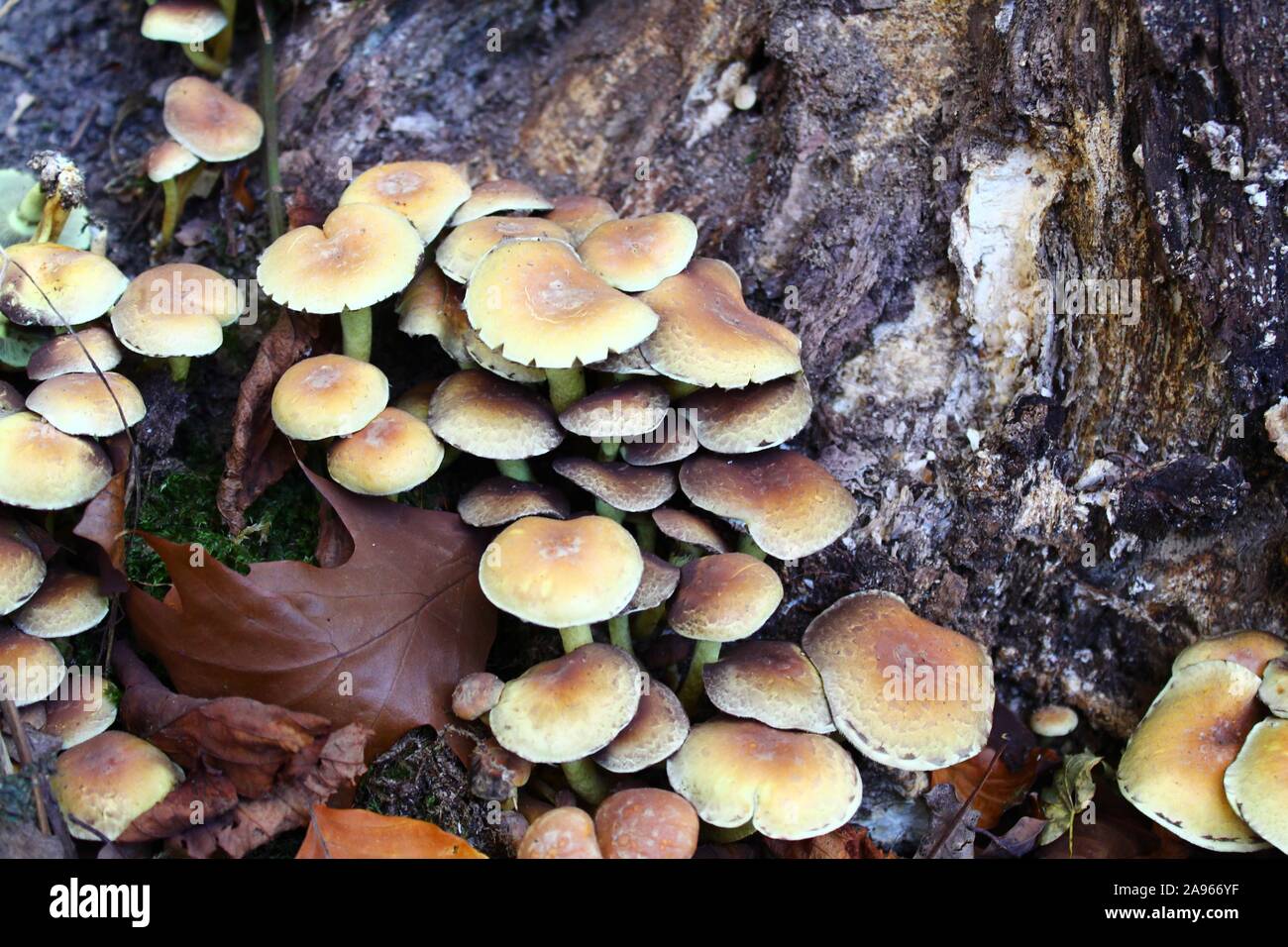 The picture shows mushrooms on a tree Stock Photo - Alamy