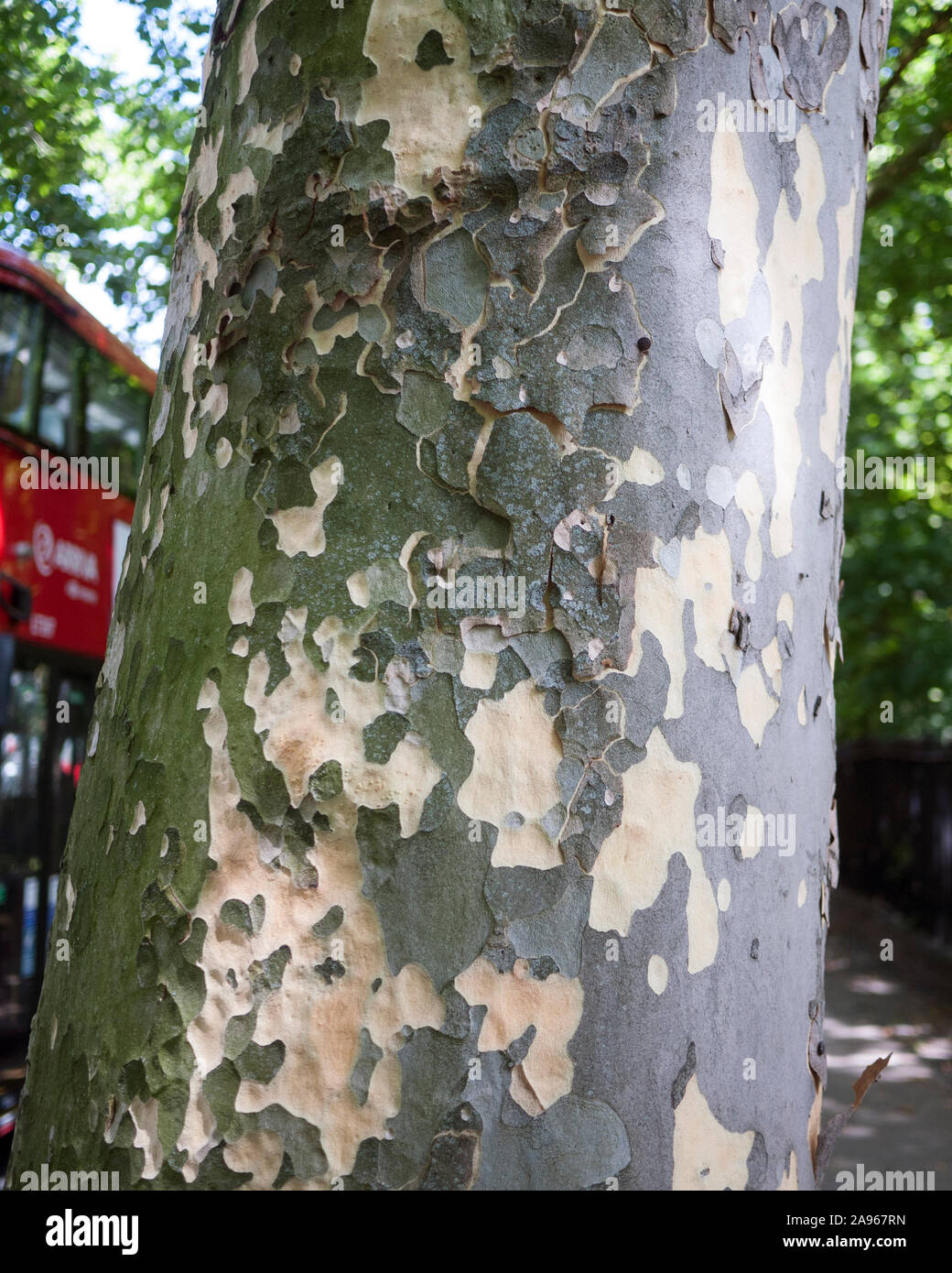 London Plane tree (Platanus x hispanica) flaking bark detail and bus ...