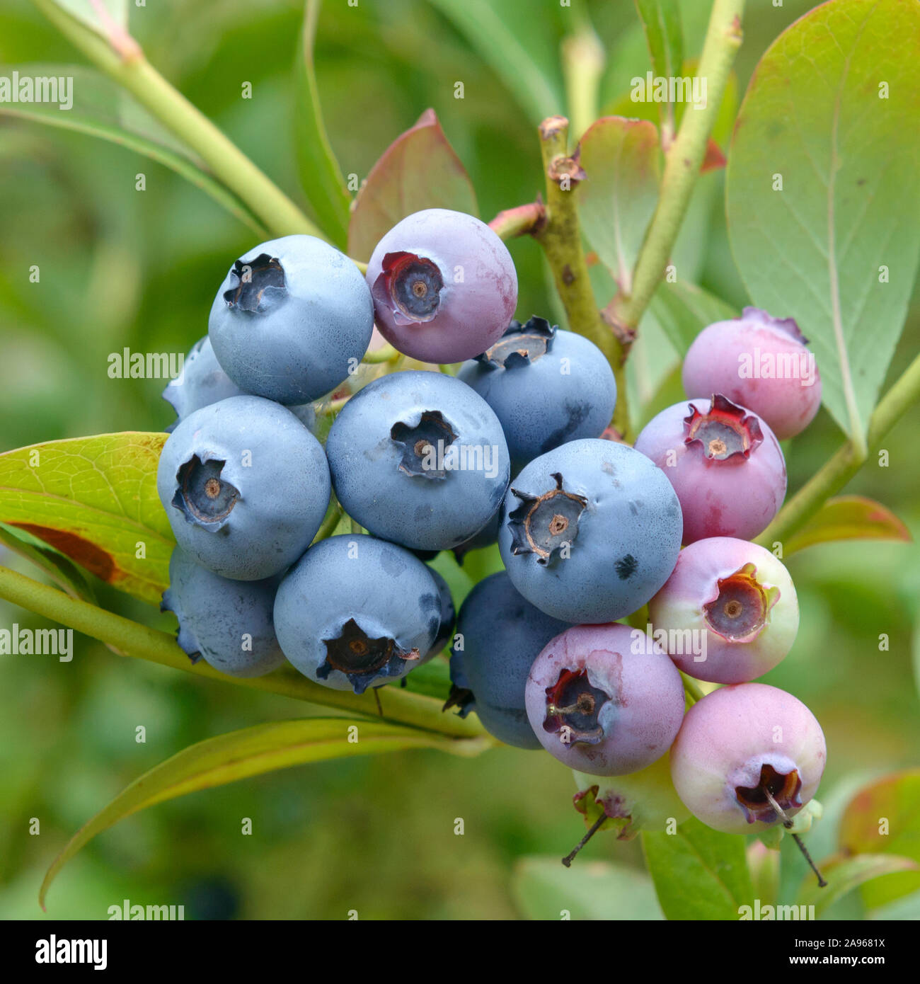 Heidelbeere (Vaccinium corymbosum 'Bluecrop' Stock Photo - Alamy