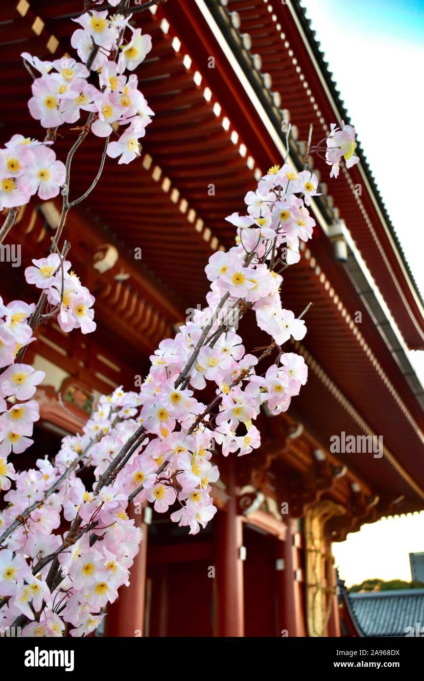 Sakura tree in front of Hozo-mon gate by Senso-ji temple, Tokyo, Japan ...