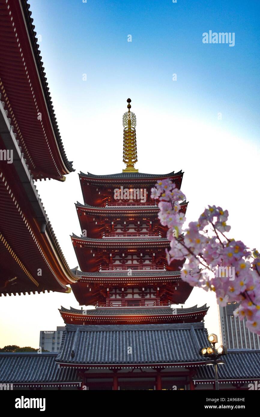 Five storey pagoda, Hozo-mon gate and Sakura tree by Senso-ji temple ...