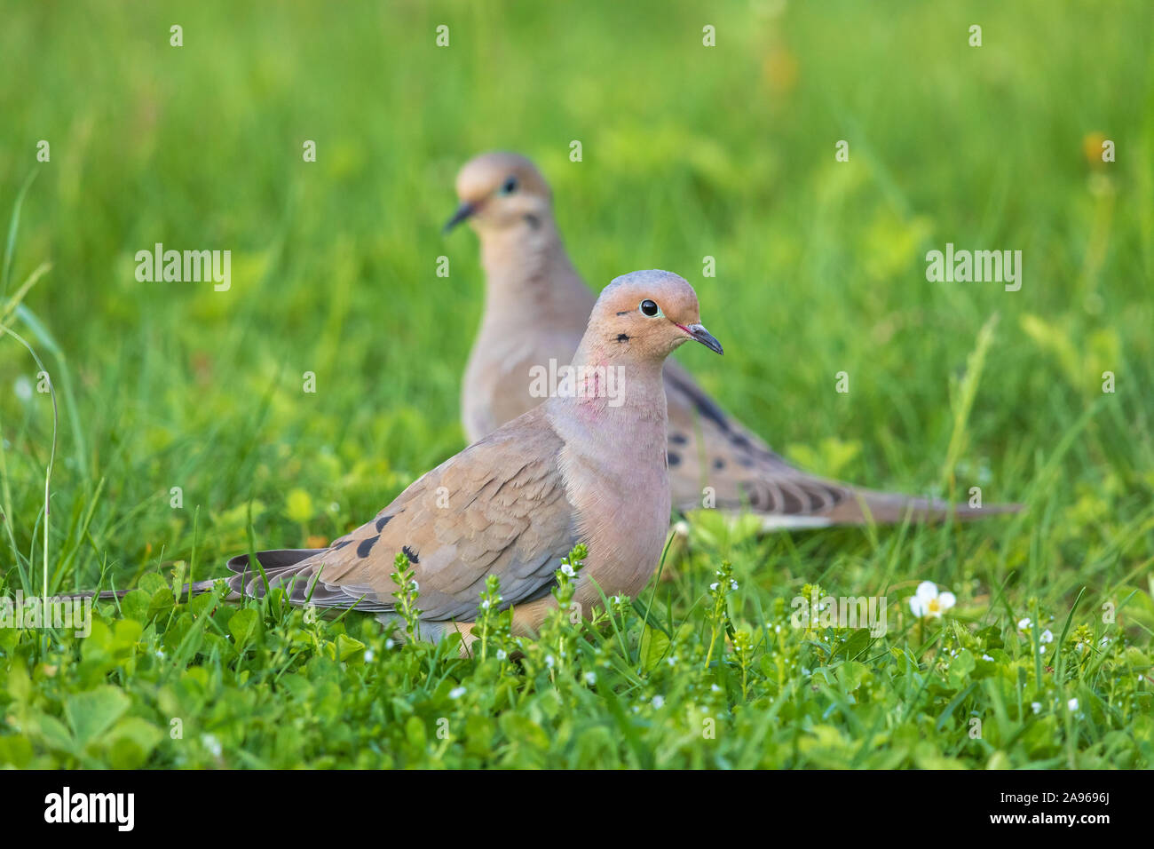Mourning doves hi-res stock photography and images - Alamy Mourning doves hi-res stock photography and images - Alamy