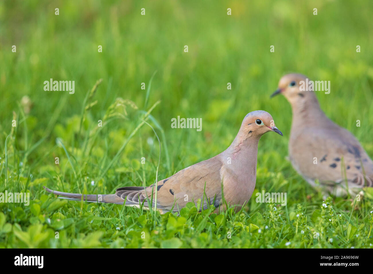 Mourning doves in northern Wisconsin Stock Photo - Alamy