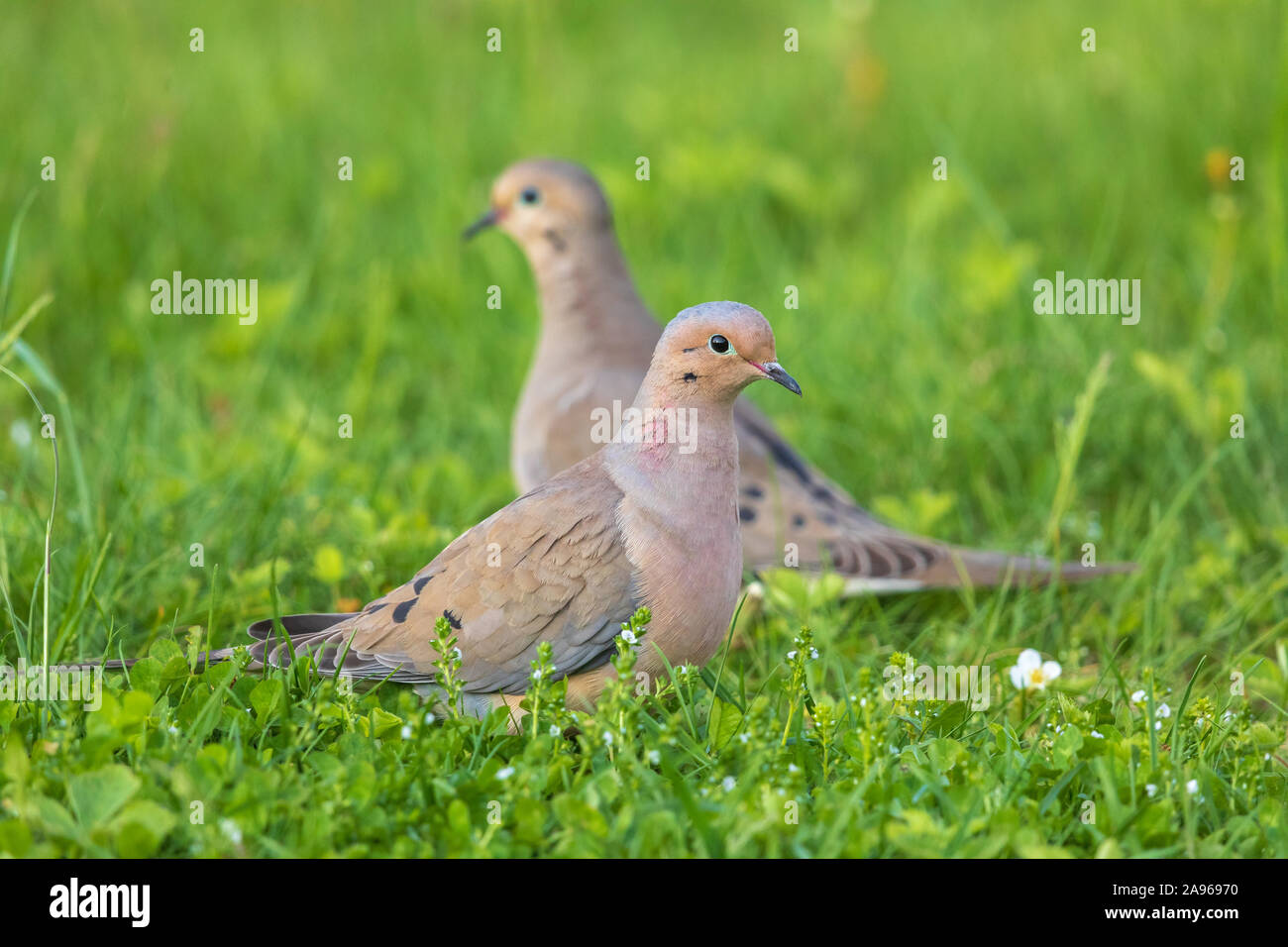 Common ground dove pair hi-res stock photography and images - Alamy